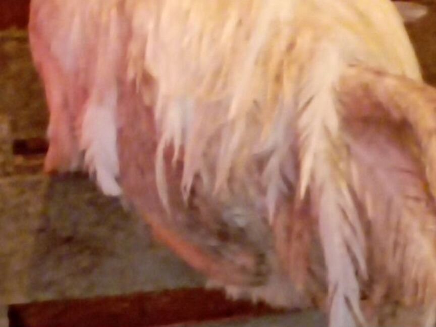 Петух легорна