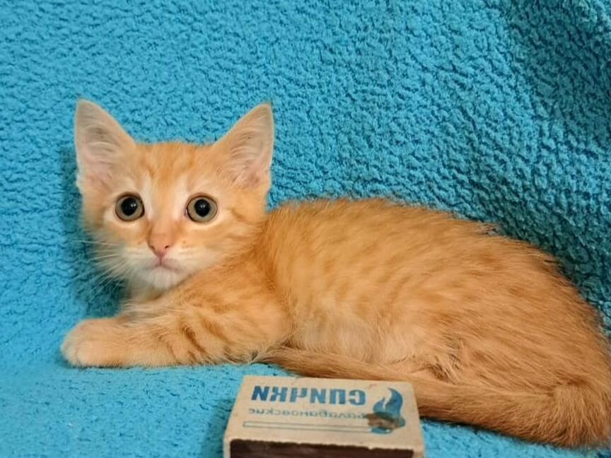 Рыжий котенок мальчик 6 недель