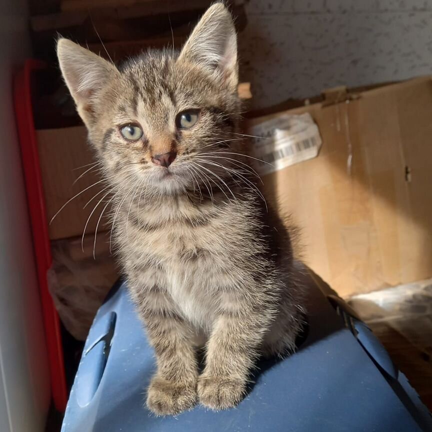 Котята мальчики 2месяца