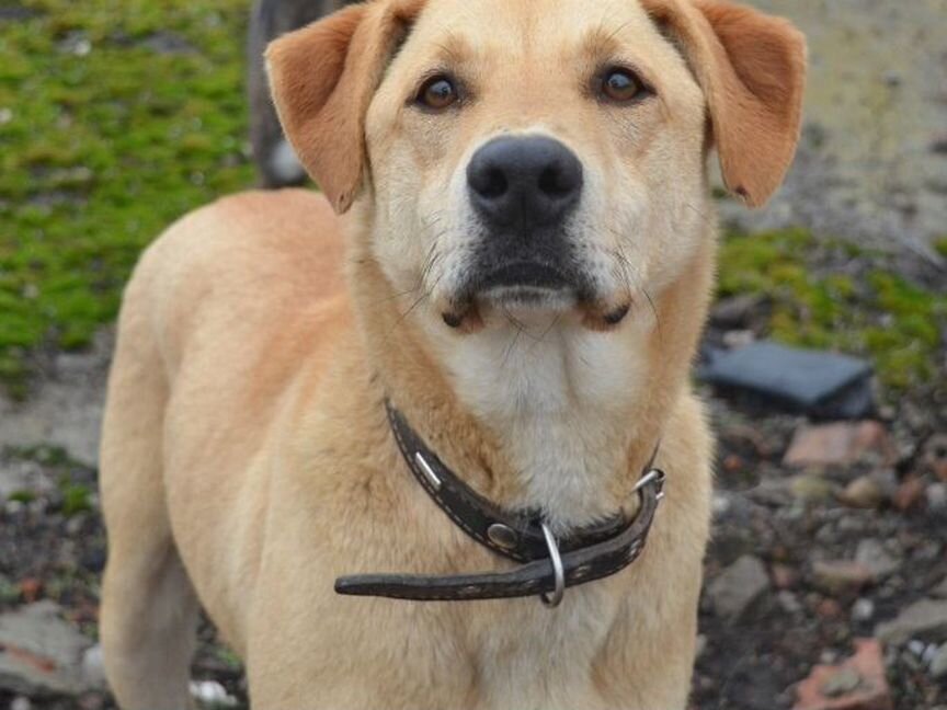 Молодой кобель Персик в дар