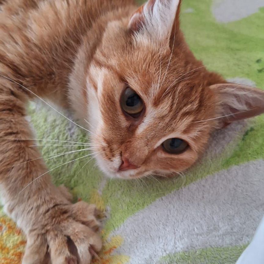 Кошка и котята