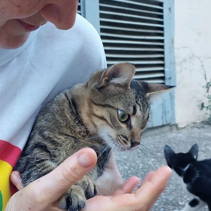 Рыжий и серый котенок