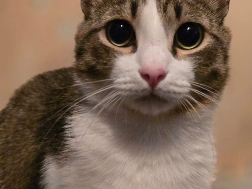 Гошенька очень хороший кот
