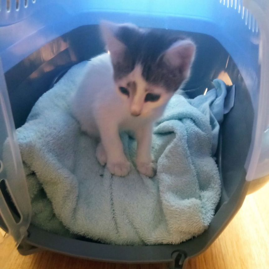 Котенок с пятнышками