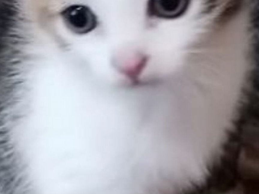Котёнок. Девочка. На брони