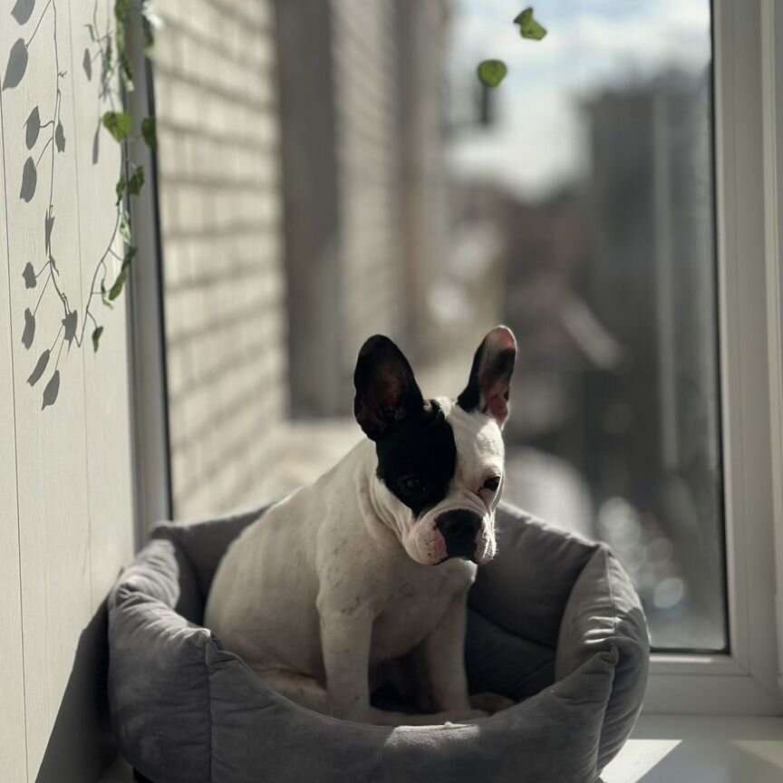 Французский бульдог, взрослая собака