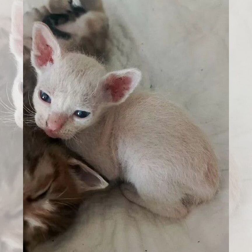 Донской сфинкс котёнок