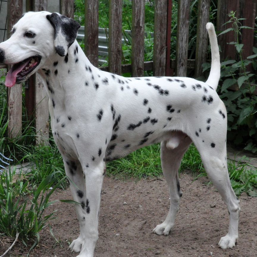 Молодой далматин в хорошие руки