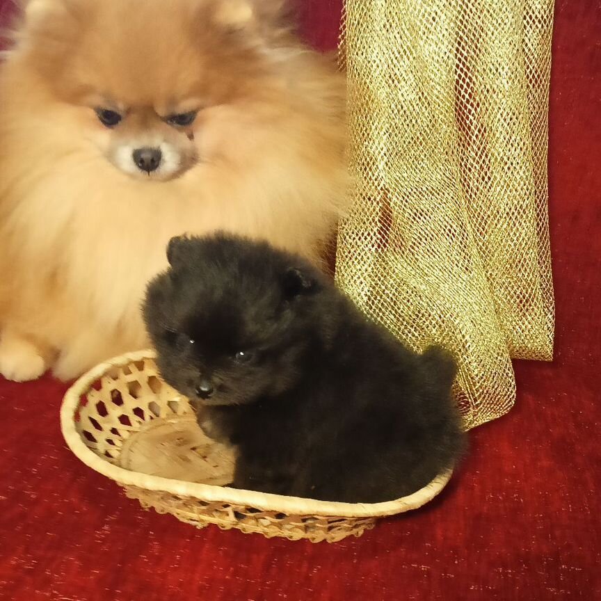 Чёрный малыш