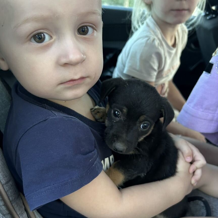 Щенок в добрые руки