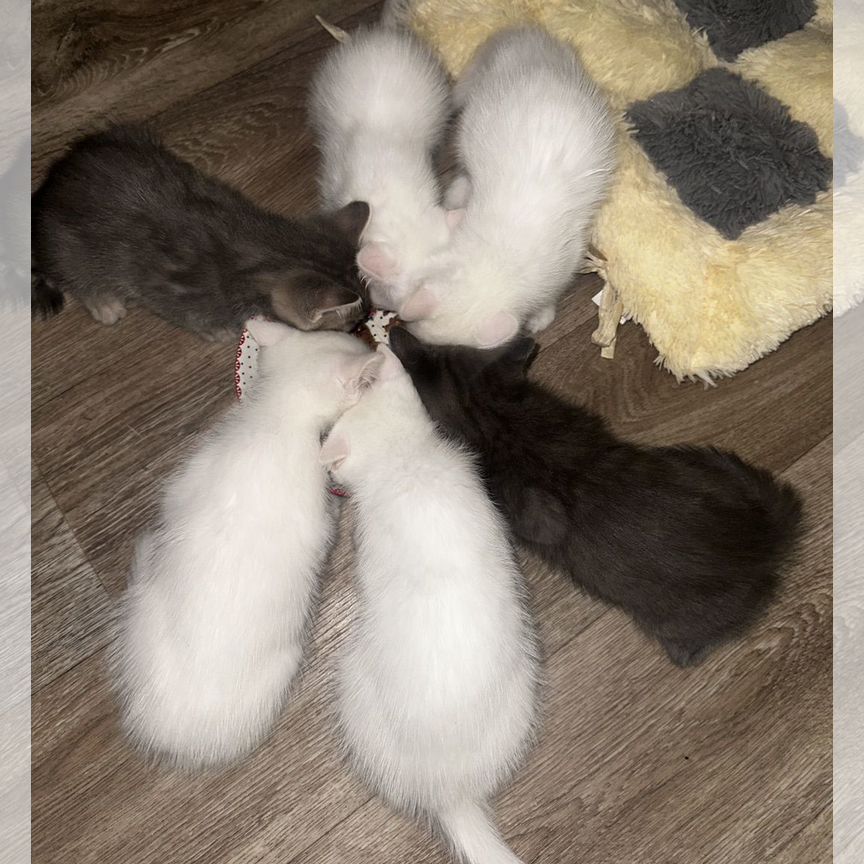 Отдам котят Кхао-мани