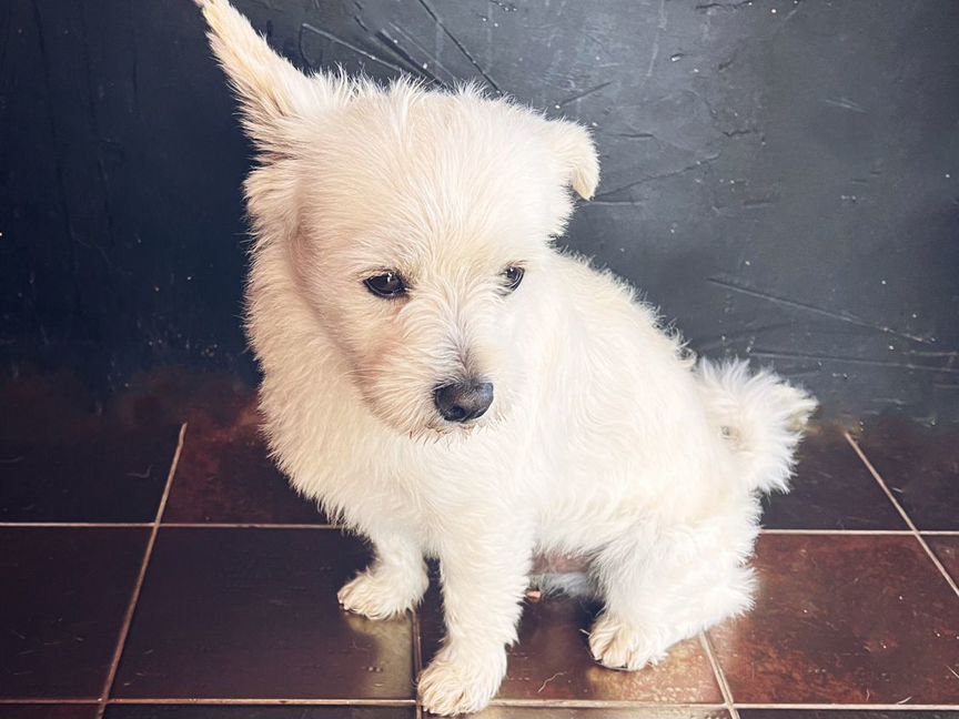 Маленький песик в добрые руки