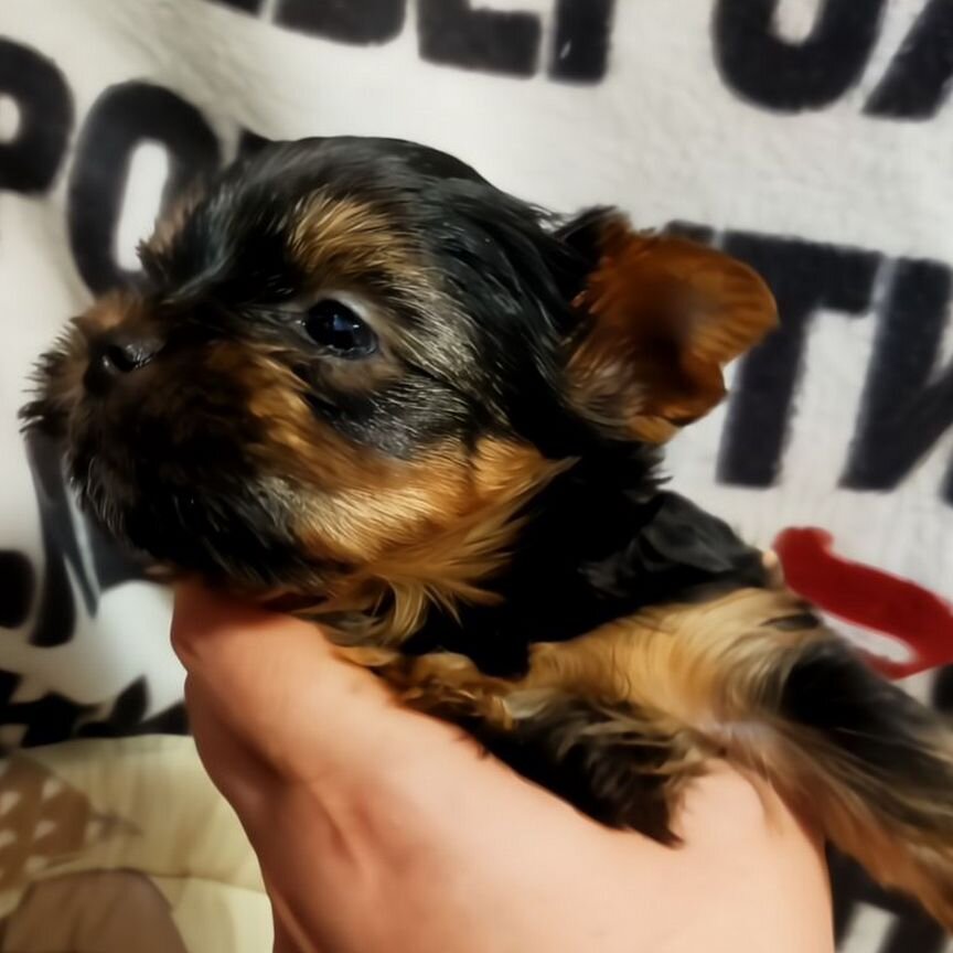 Йоркширский терьер, щенок