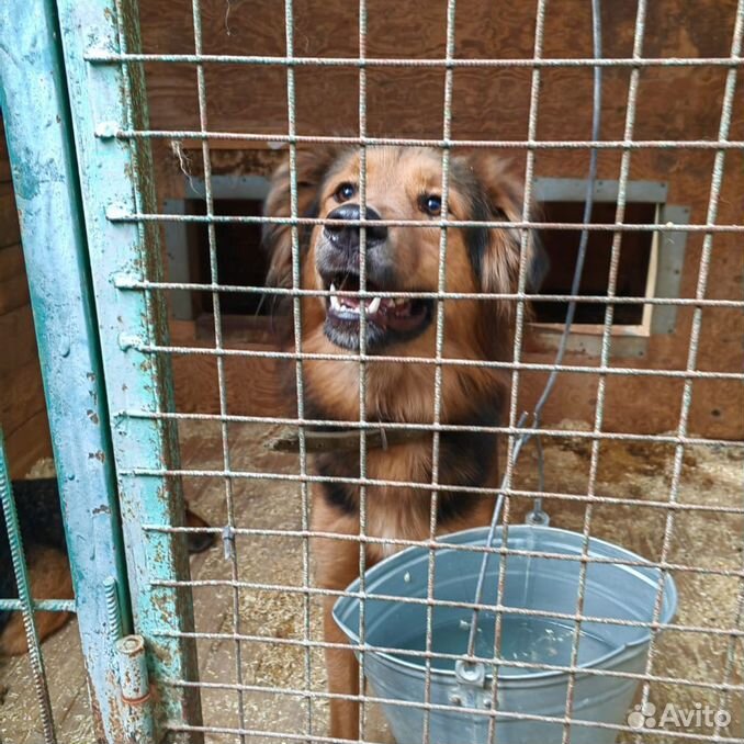 Малыш Гарик. Приют Некрасовка. Вся жизнь в клетке