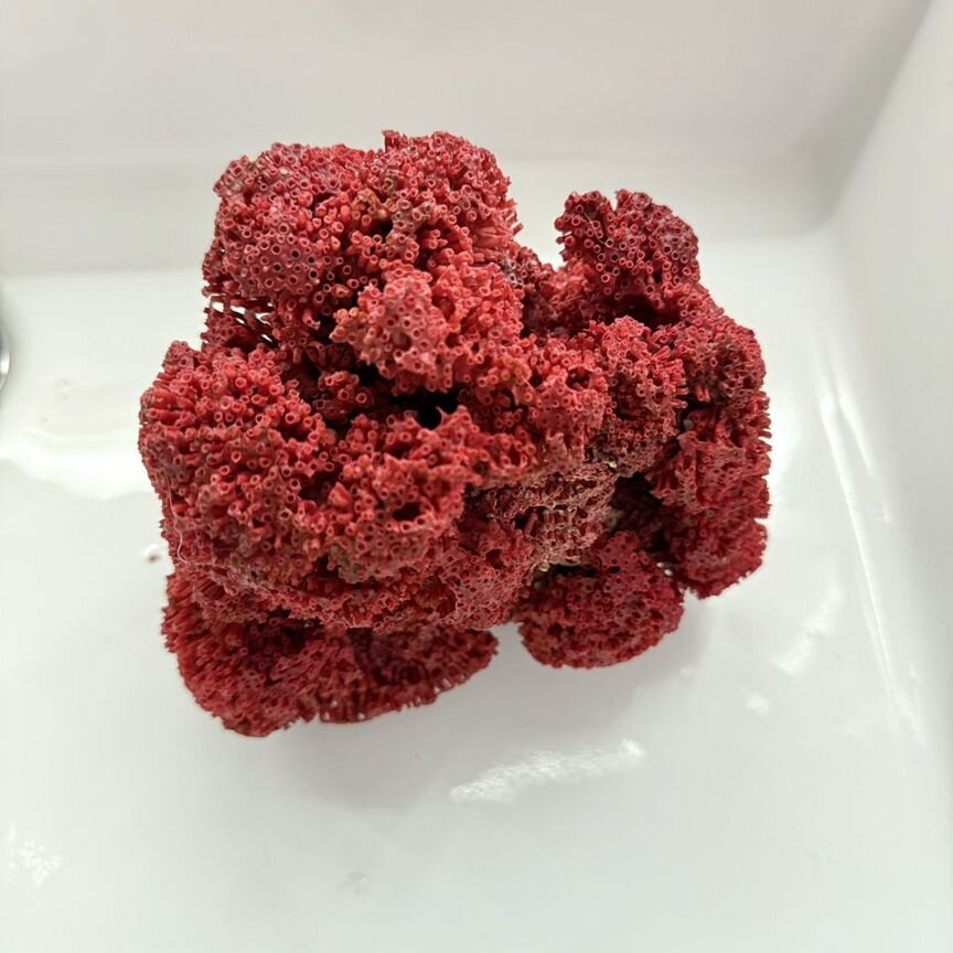 Коралл красный 15см