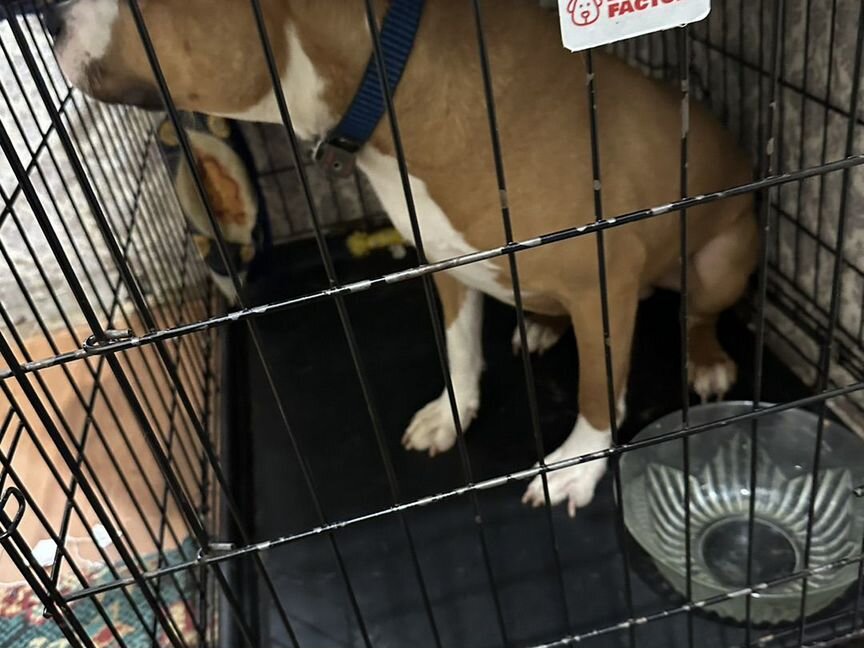 Собака в добрые руки отдам бесплатно