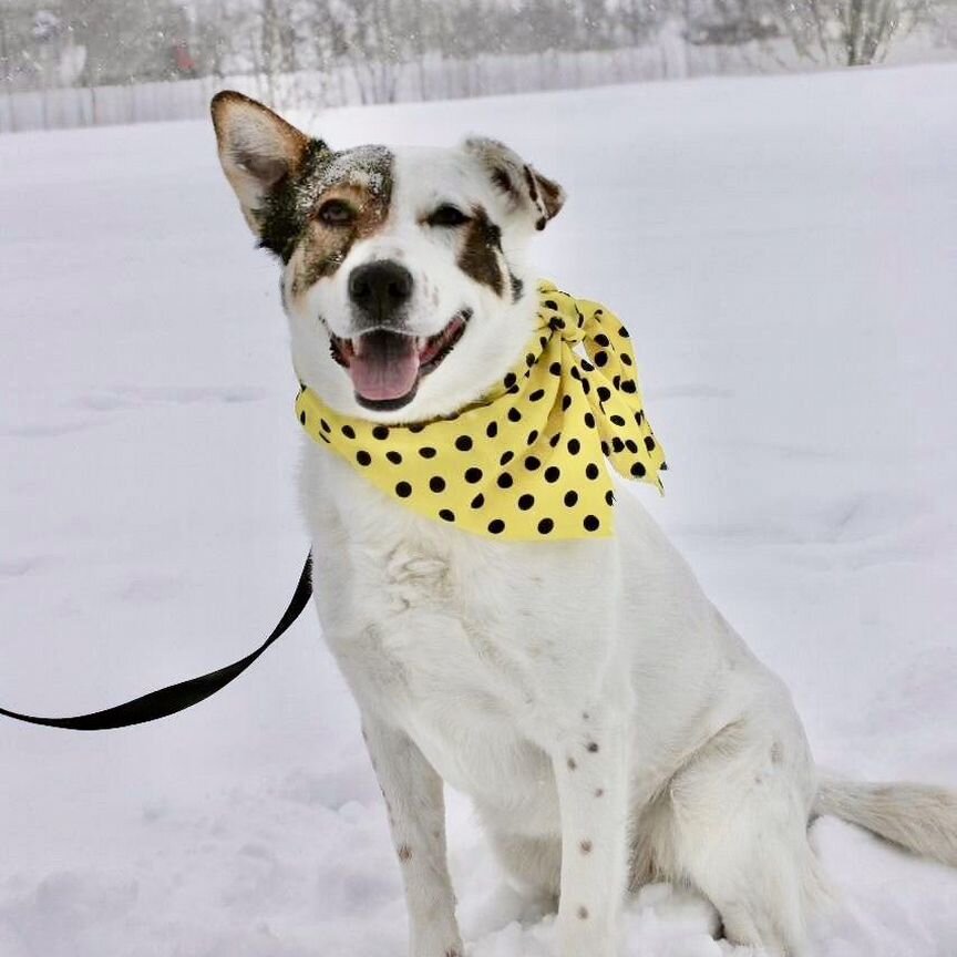 Собака в добрые руки