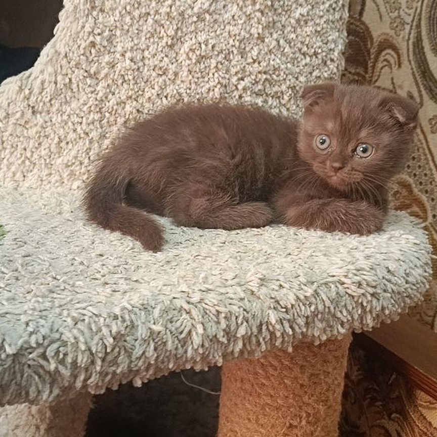 Шотландский вислоухий короткошёрстный котёнок