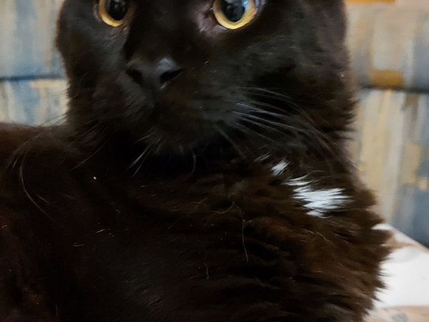 Кошки мейн-кун