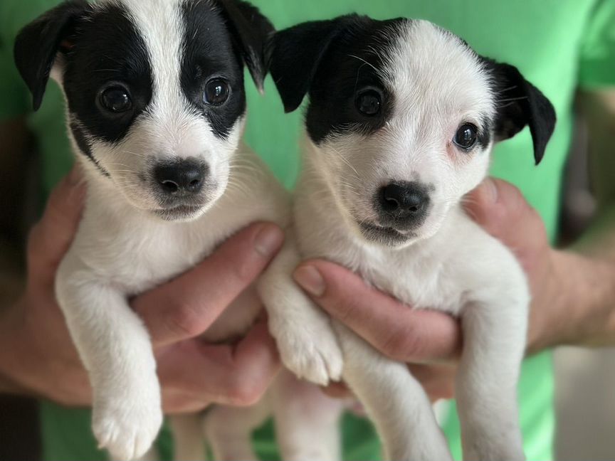 Щенки джек рассел терьер