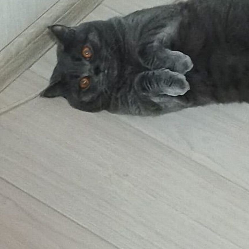 Кот на вязку