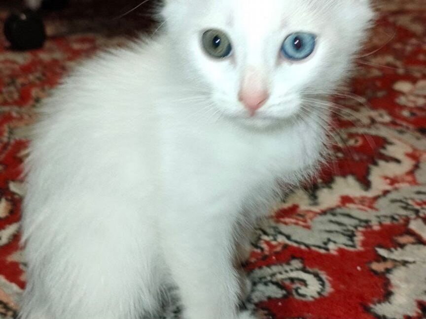 Котёнок Федор