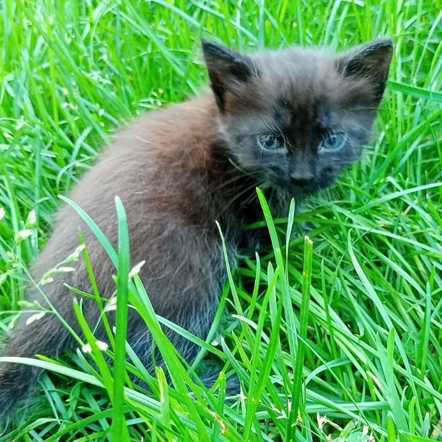 Котенок - кошка
