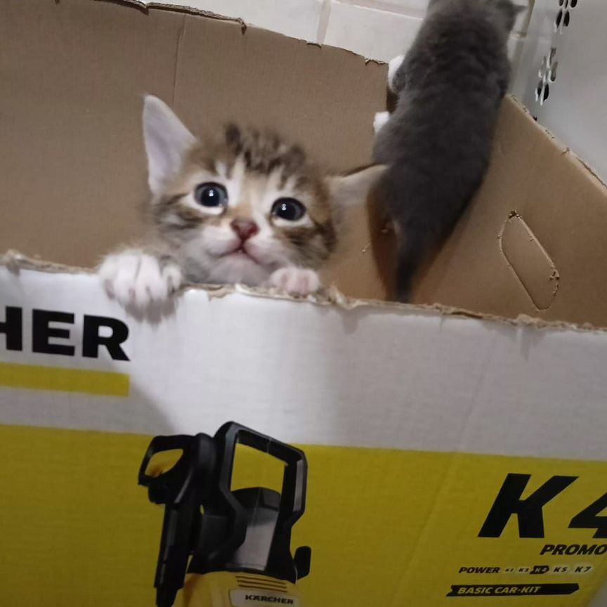 Котята