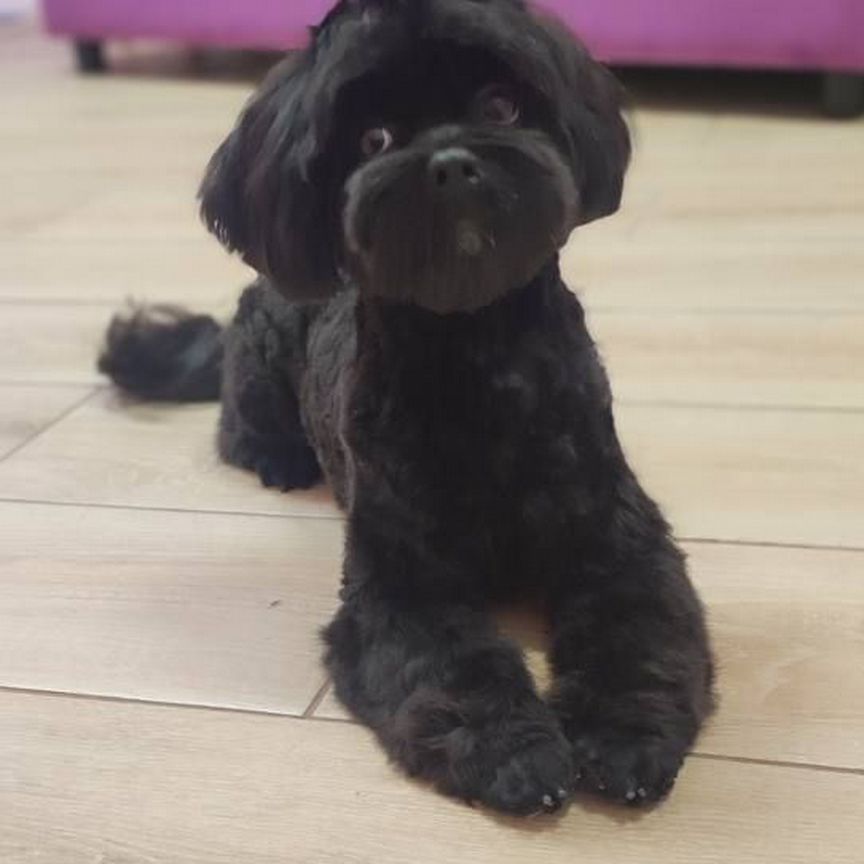 Мальтипу, щенок