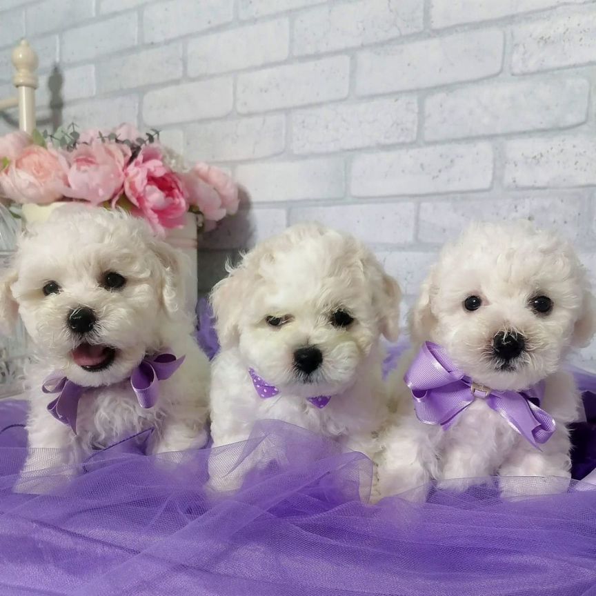 Мальчики мини бишоны