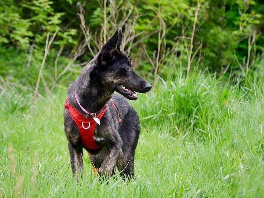 Необычайная красавица собака Карина ищет дом