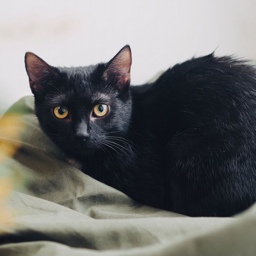 Котенок-подросток девочка