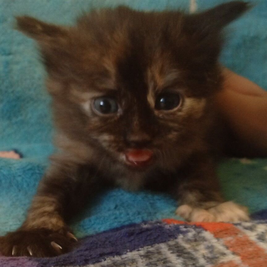 Шотландская кошечка девочка