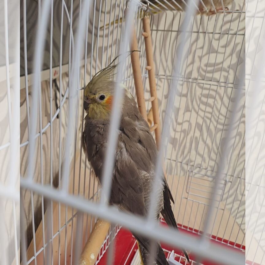 Попугай корелла девочка