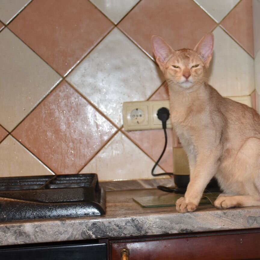 Абиссинские котята редкого окраса