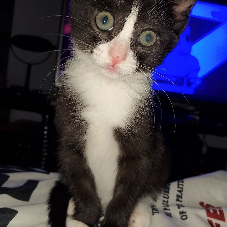 Котёнок Соня