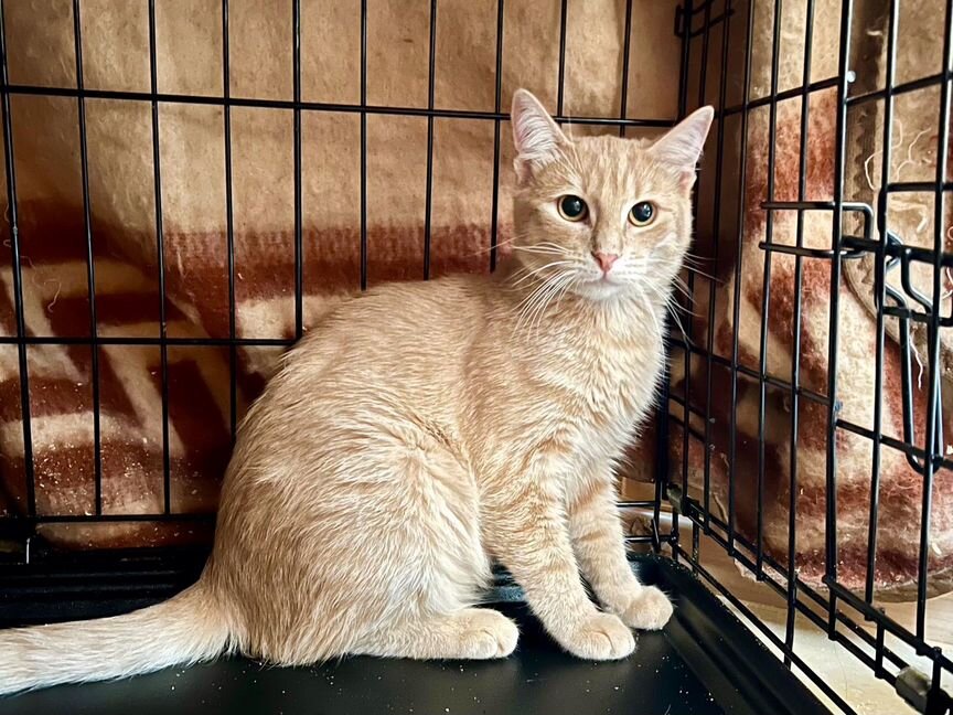 Нежный рыжик котик Кекс в добрые руки