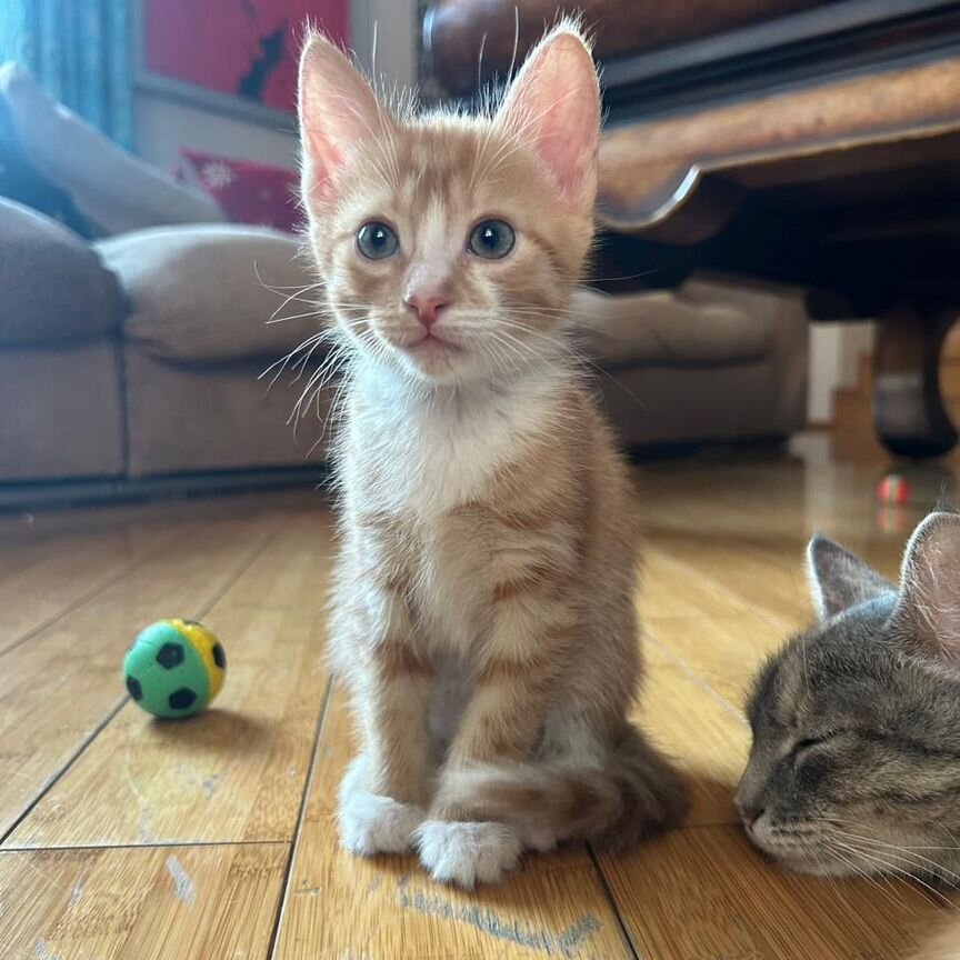 Котята рыжие бесплатно