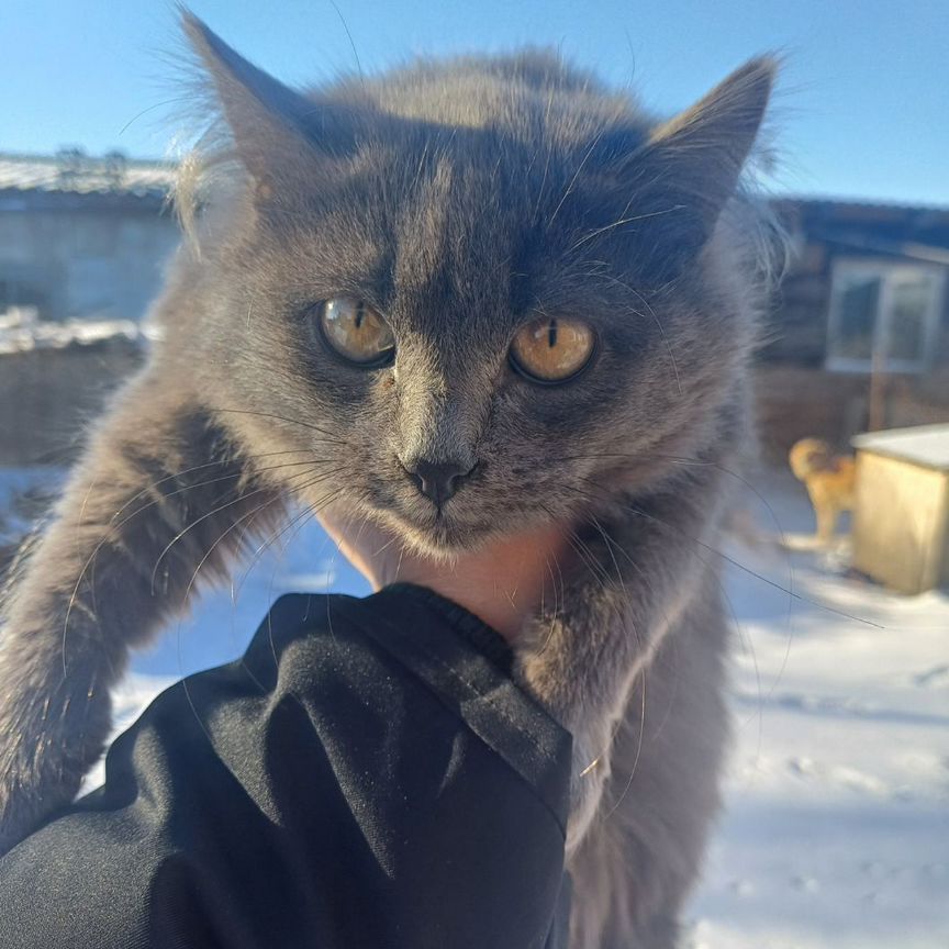 Мейн-кун котёнок