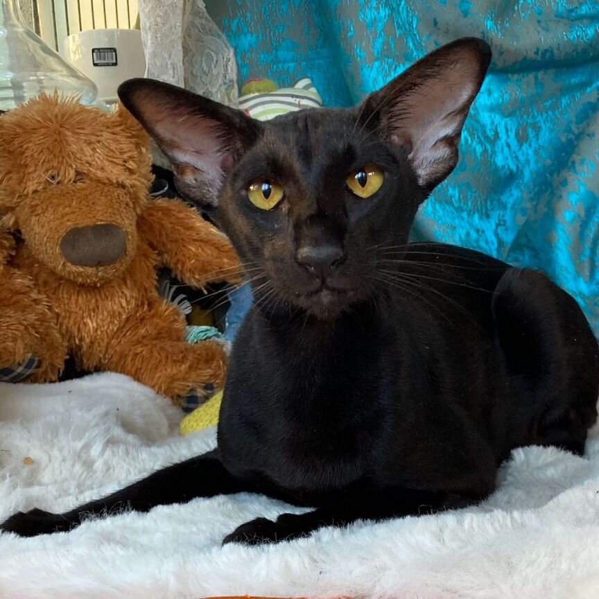 Ориентальная пантера