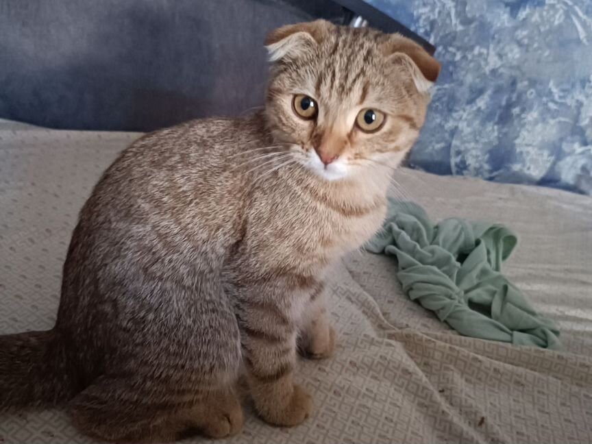 Шотландская вислоухая