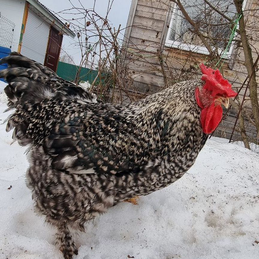 Молодые петухи