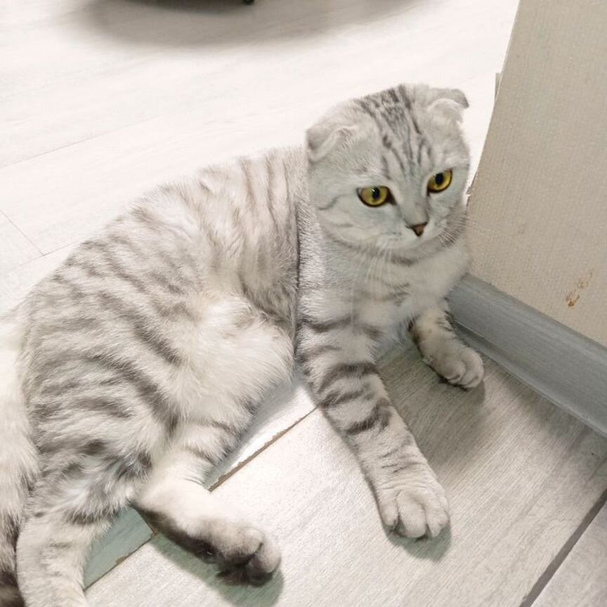 Кот ищет кошечку