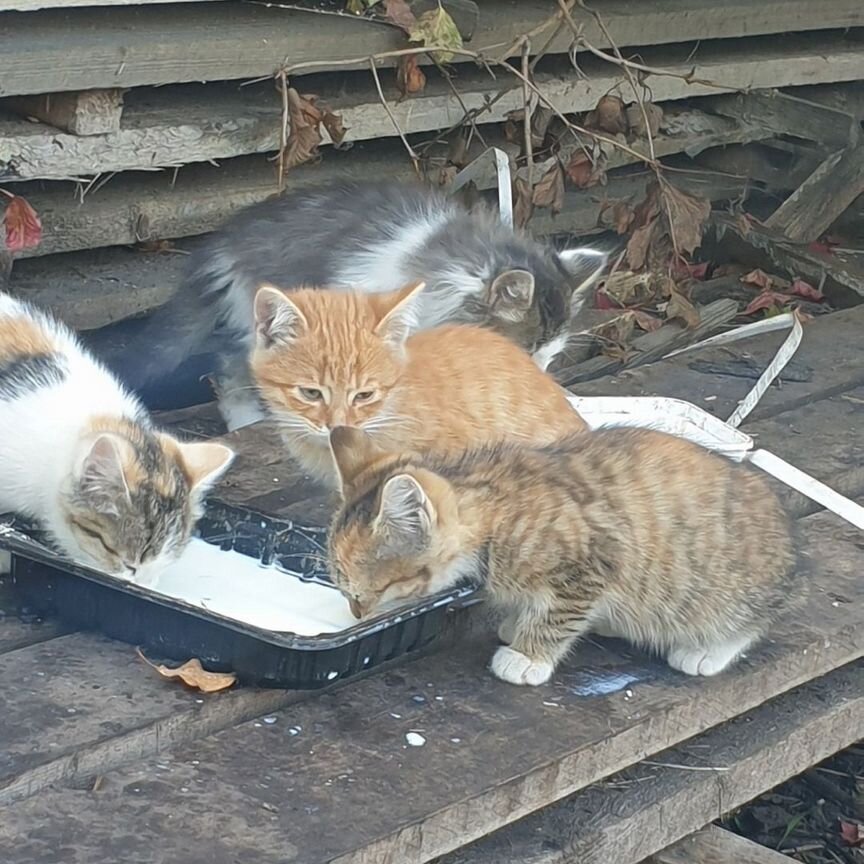 Скоро зима, котятам нужна помощь