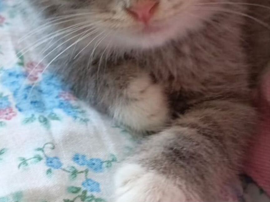 Кошки в добрые руки