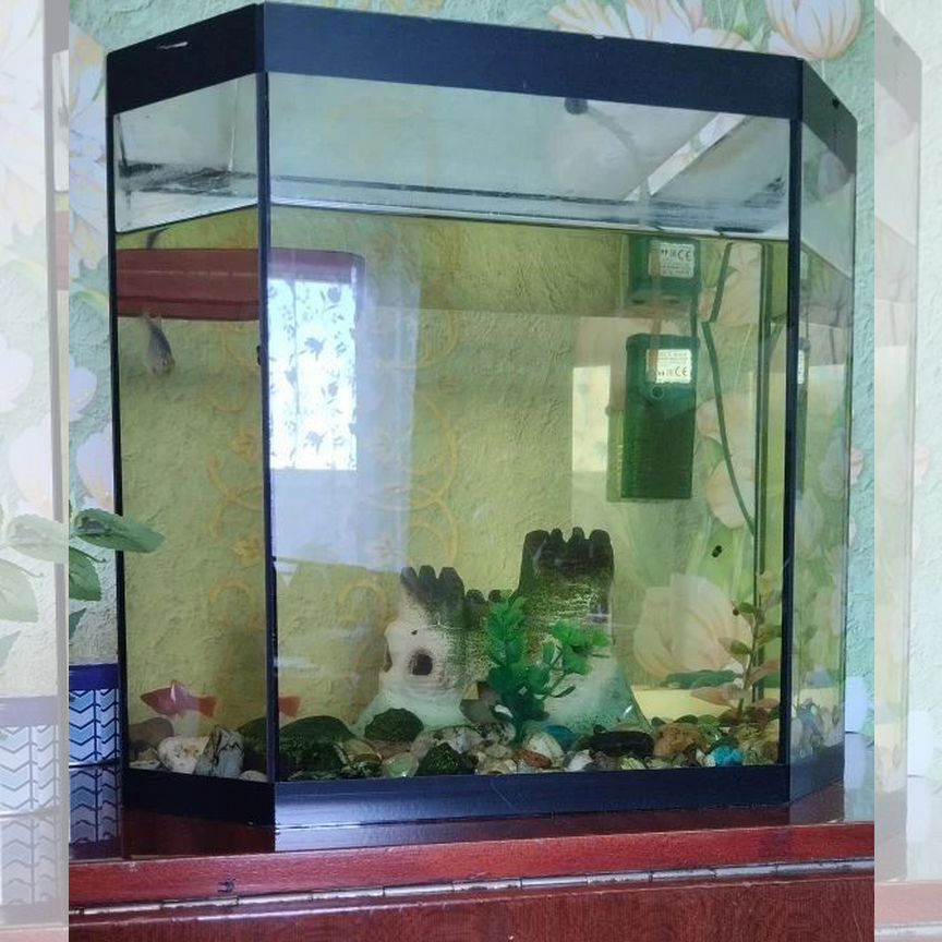 Аквариум с рыбками