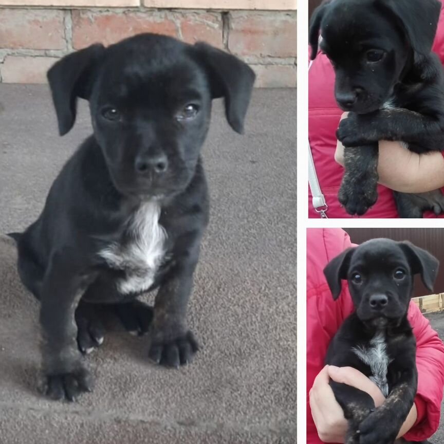 Щенок в добрые руки бесплатно