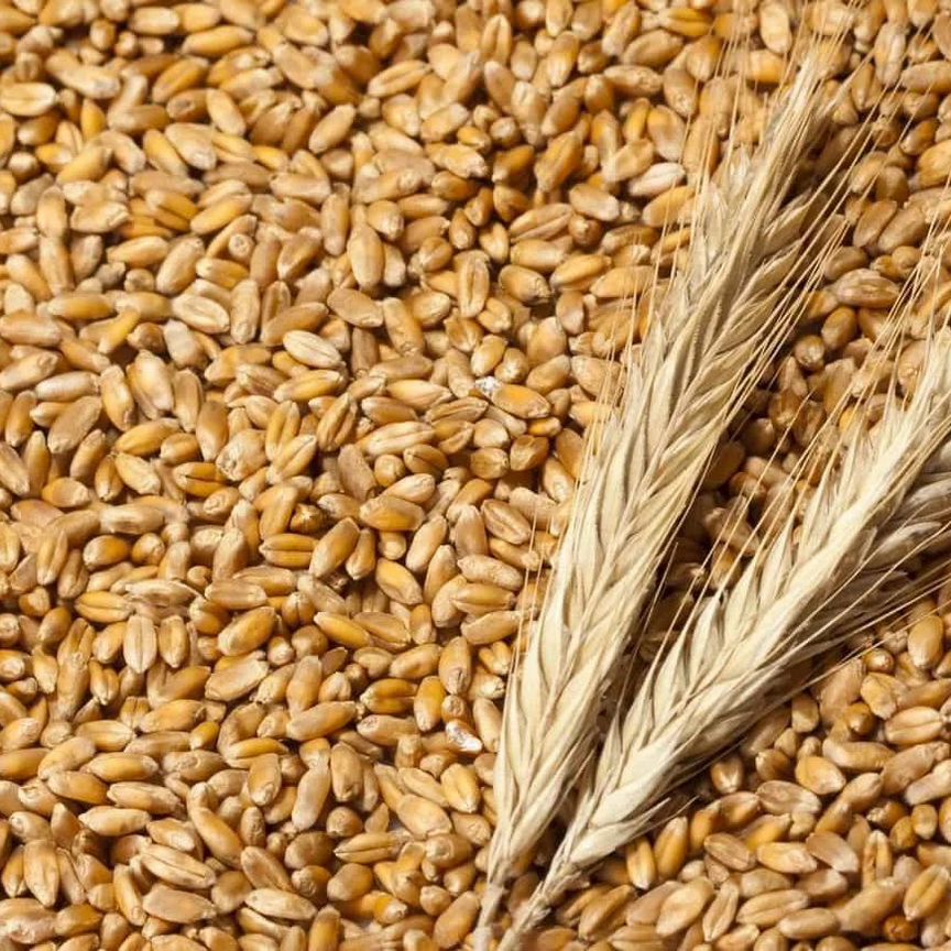 Зерно пшеница ячмень