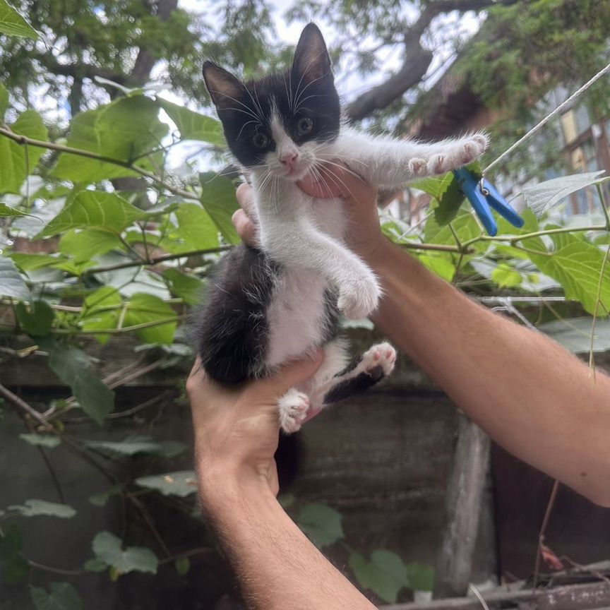 Котята маркизы