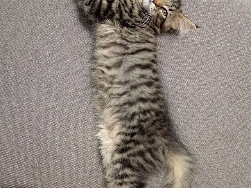 Котята мейн-кун